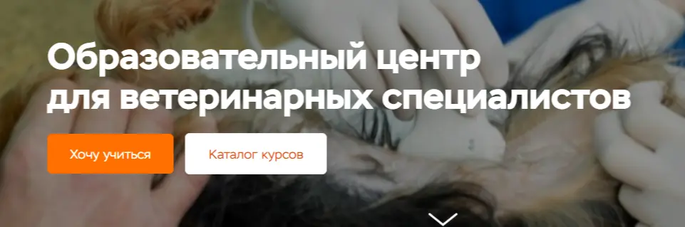 Ультразвуковая диагностика кошек и собак: 1 ступень - для начинающих